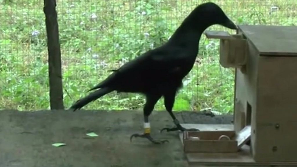 Crow vending machine skills 'redefine intelligence' - BBC News
