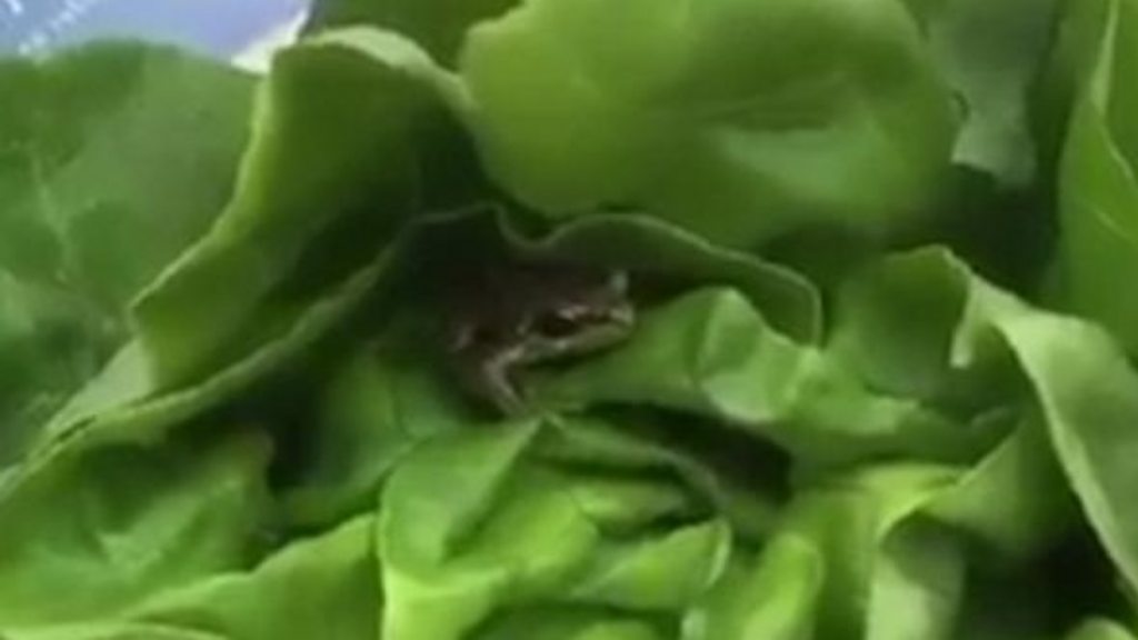 Redruth vegan woman's 'shock' at frog in her Aldi lettuce - BBC News