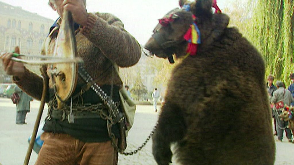 O dia em que ursos dançarinos descobriram a liberdade - BBC News Brasil