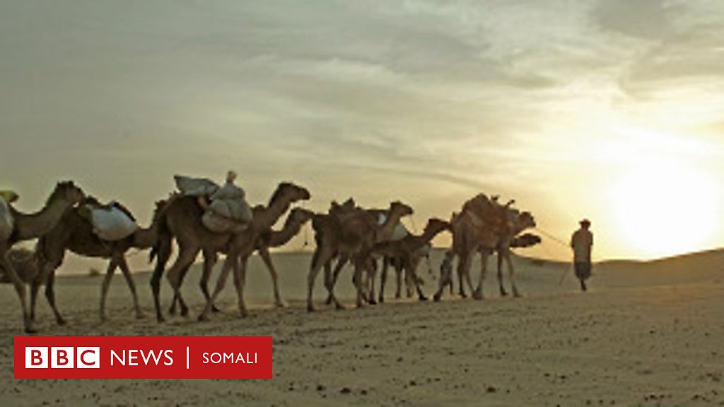 Nooc ka mid ah xoolaha ay Soomaalida dhaqato oo u adkeysta isbedelka ...