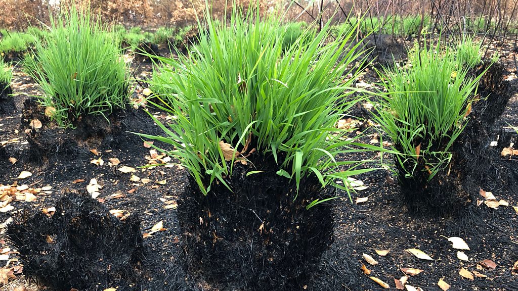 Gardeners' Question Time - Liverpool - BBC Sounds