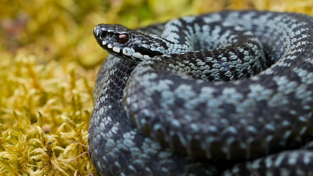 Natural Histories - Adder - BBC Sounds