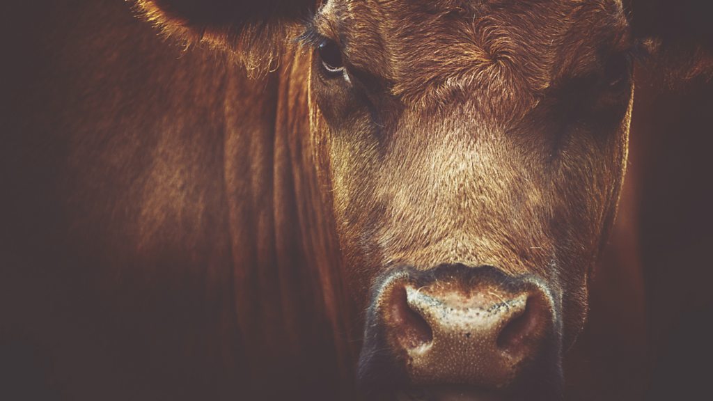 The Food Chain - Going Off Cow's Milk? - BBC Sounds