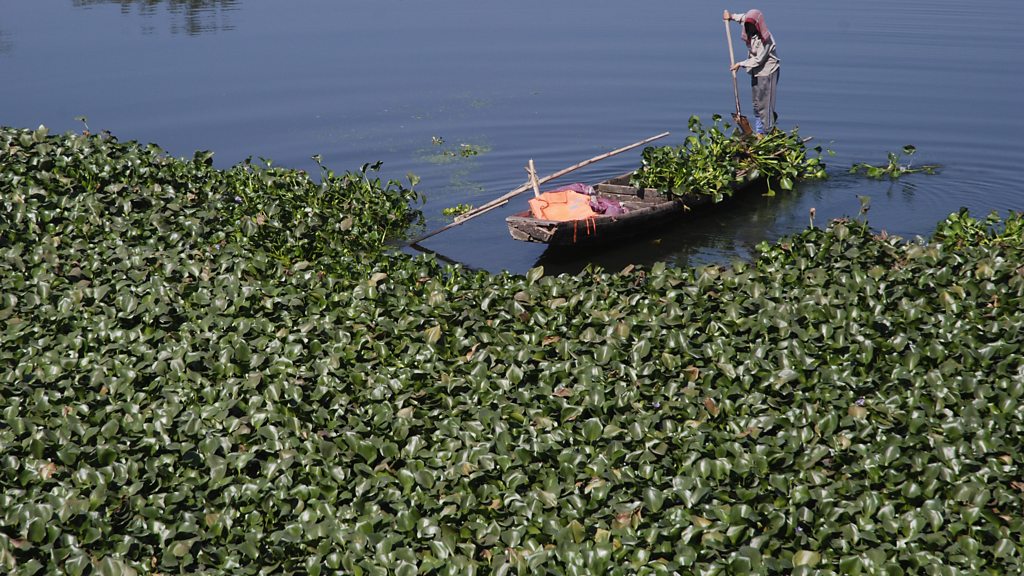 Magugu maji katika ziwa Victoria yageuzwa nishati mbadala - BBC News ...
