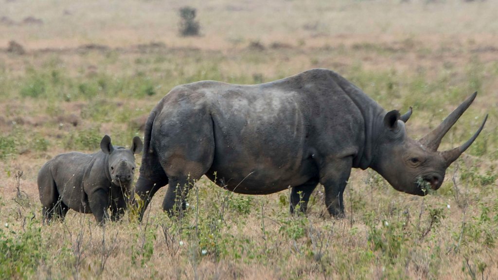 Ubu bwoko butanu bw'ibikoko buri mu guhona... ata gikozwe mu myaka ...