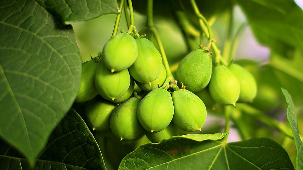 Money Box - Exotic Pension Scams - BBC Sounds