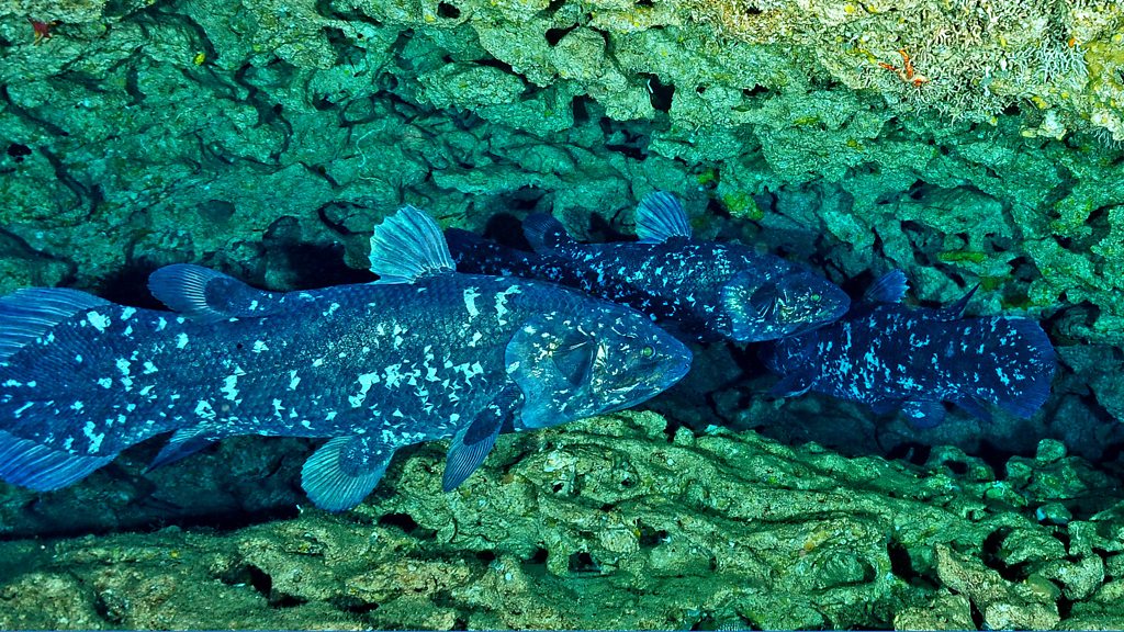 Discovery - The Genius of Accidents - Finding the Coelacanths - BBC Sounds