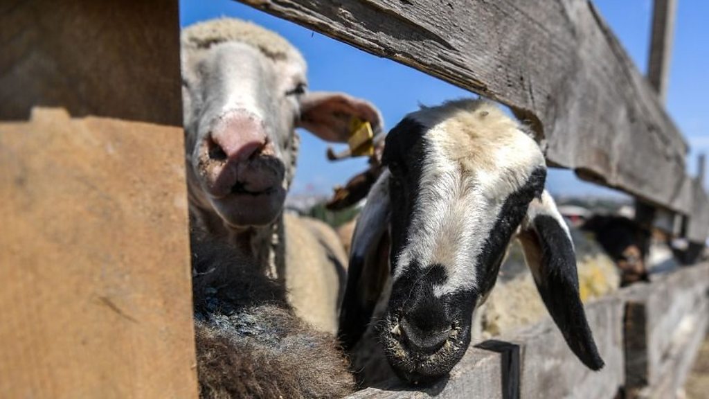 Mu Burundi havugwa indwara y'impene n'intama imaze kwica izirenga 400 ...