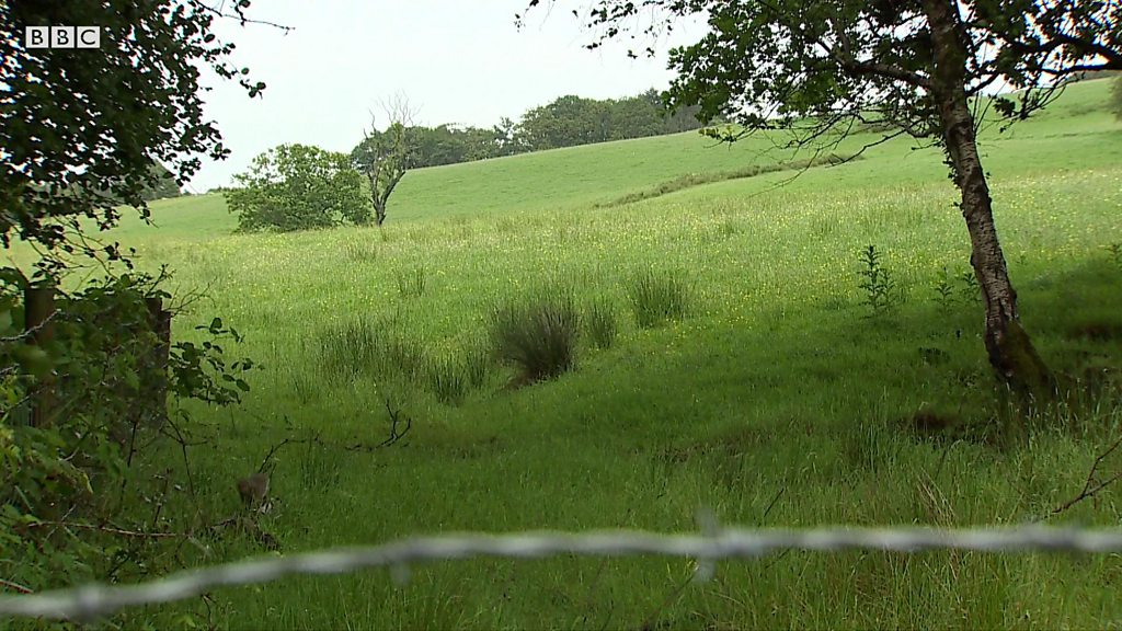 New 150,000-tree Neath Port Talbot wood to prevent flooding - BBC News