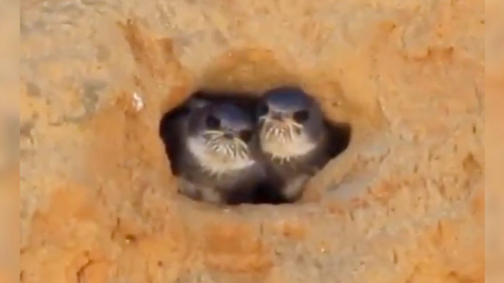 Fledging sand martin chicks a 'triumph of public will' - BBC News