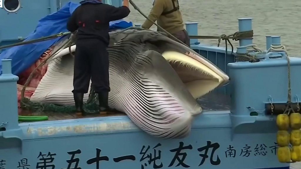 Japan: Kako izgleda lov na kitove - BBC News na srpskom