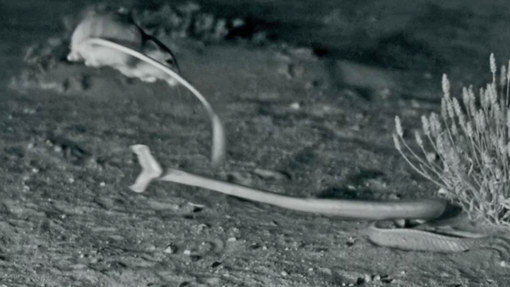 Os 'ratos ninjas' que saltam no ar para escapar de cobras - BBC News Brasil