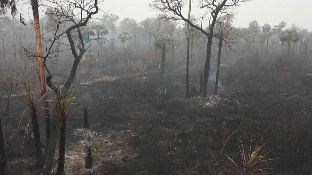 Bolivian wildfires destroy two million hectares of forest - BBC News