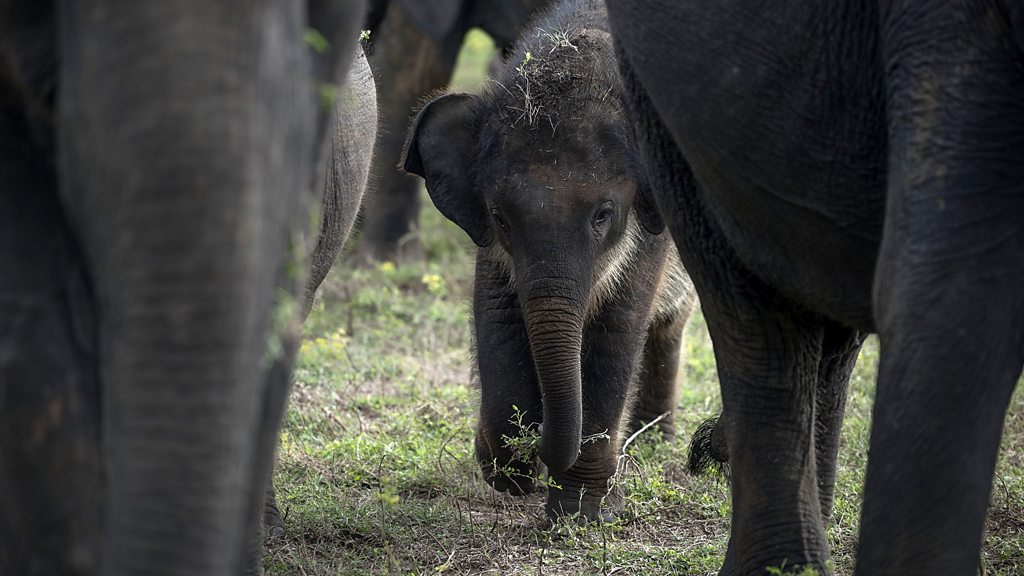 The Compass - Dominion - Dominion: The animals and the lawyers - BBC Sounds