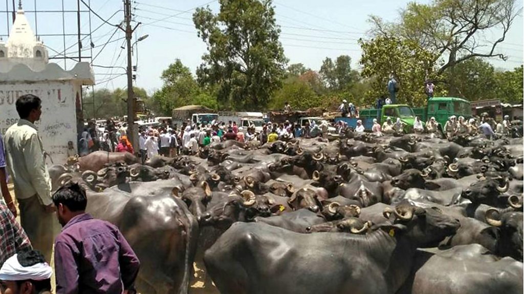 The Compass - Dominion - Dominion: The animals and the philosophers ...