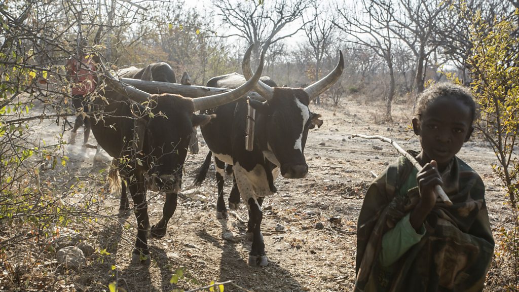Newsday - Commercial firms crowding out cattle herders in Angola - BBC ...