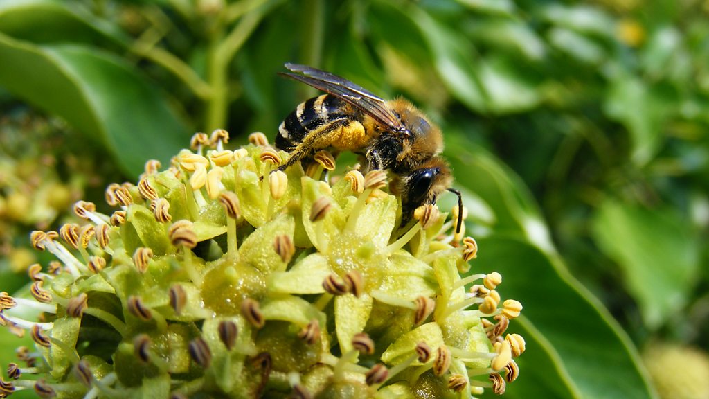 Natural Histories - Bee - BBC Sounds