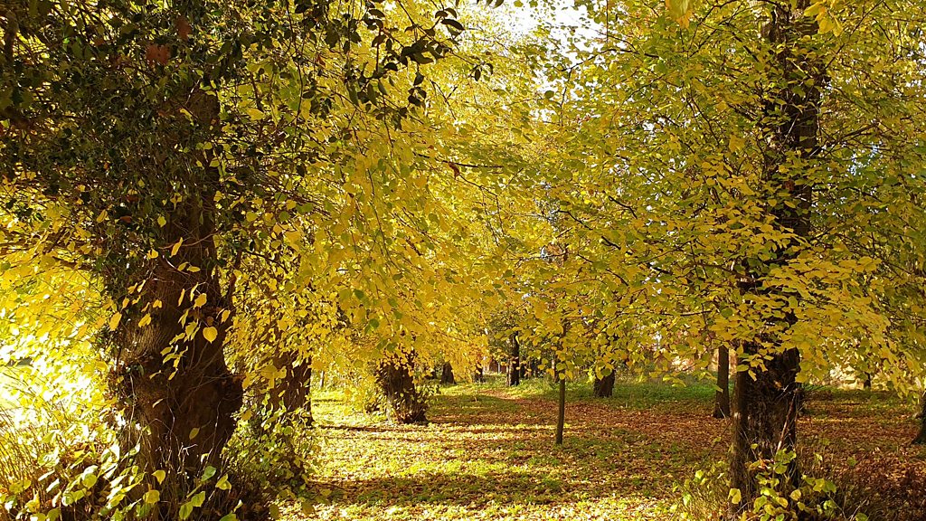 The Susurrations of Trees - BBC Sounds
