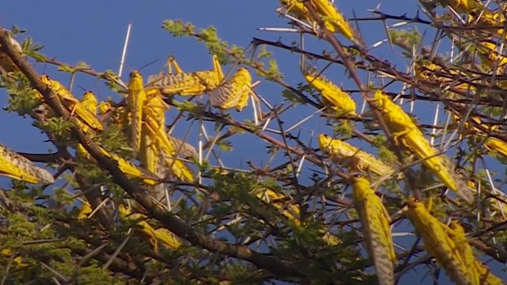 Ingaruka z'inzige zihanze ibihugu vya Afrika y'ubuseruko - BBC News Gahuza