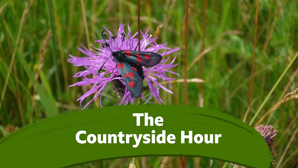 The Countryside Hour - Countryside Extra: Waking, Willows and More ...
