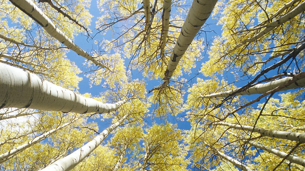 Witness History - The trembling giant - BBC Sounds