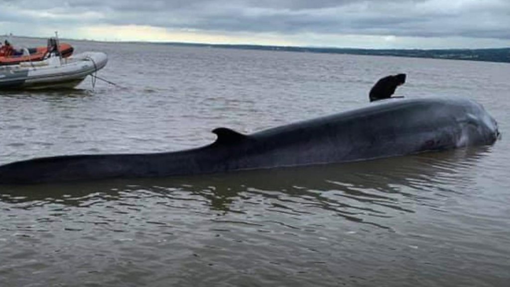 Whale stranded in Dee Estuary may have returned to sea - BBC News