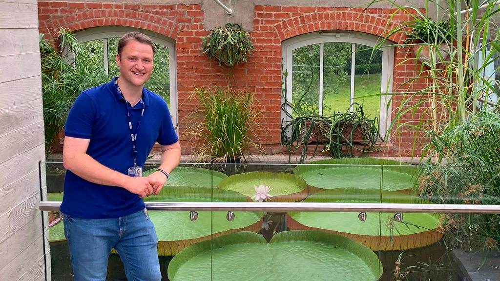 Gardeners' Corner - Cabbage Gold & Blooming Lily - BBC Sounds