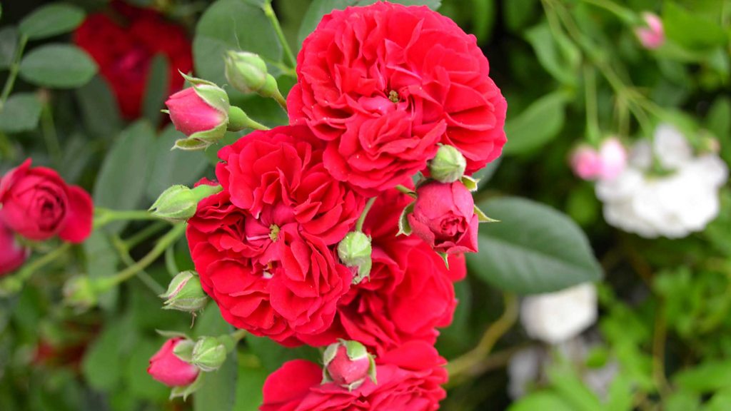 Gardeners' Question Time - GQT At Home: Episode Sixteen - BBC Sounds