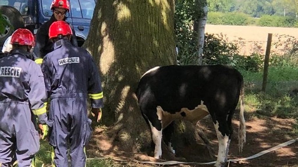 'Curious' cow gets head stuck in tree in Oxford - BBC News