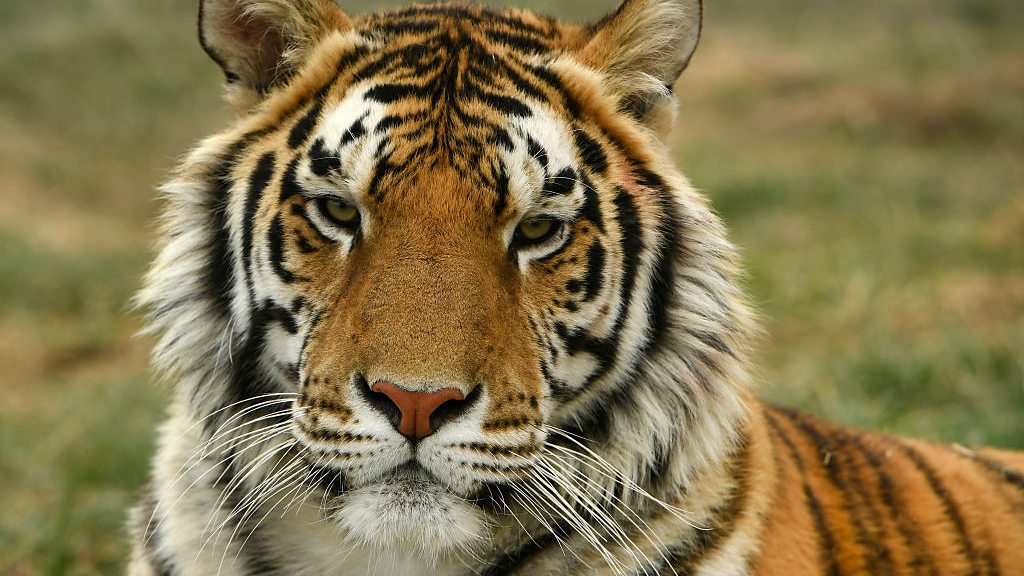 Kamera tersembunyi ungkap peningkatan populasi harimau di Thailand ...