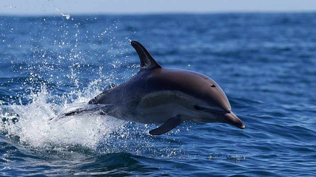 People Fixing The World - Saving Cape Cod’s dolphins - BBC Sounds
