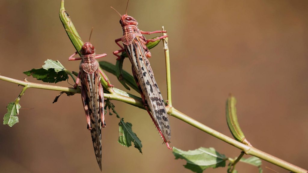 Newsday - Mapping locust DNA to defeat them - BBC Sounds