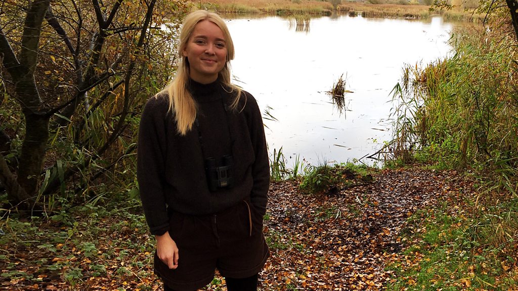 Open Country - Kitty Macfarlane and the Somerset Levels - BBC Sounds