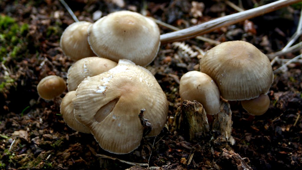 You and Yours - Probate delays, older entrepreneurs, exotic mushrooms ...