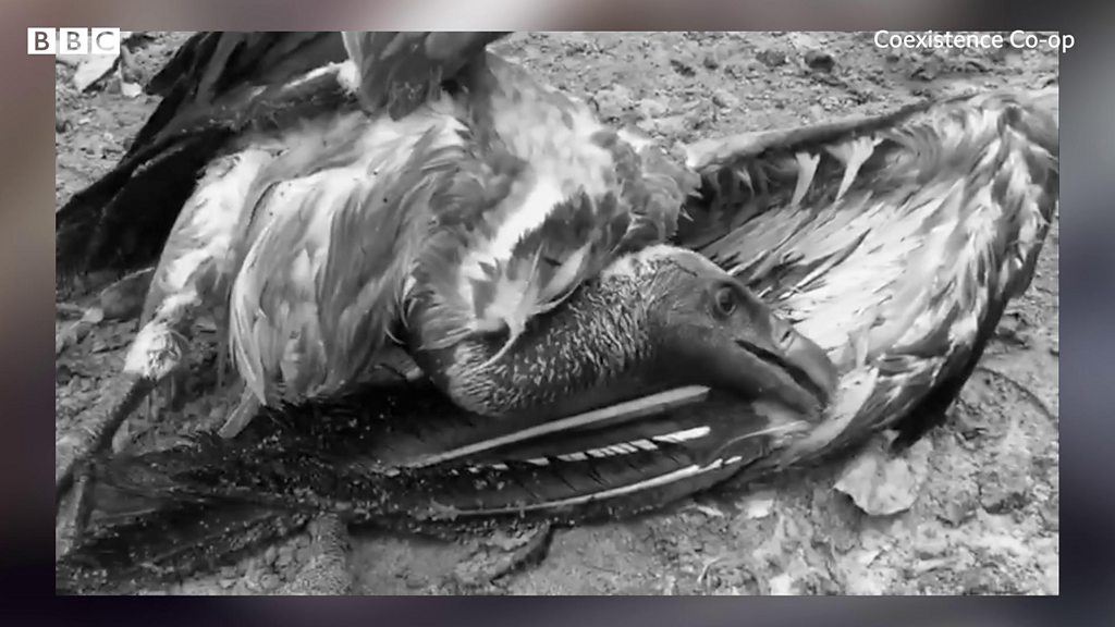 Ndege 15 aina ya Tai 'wateka nyumba na kutangaza vita' na mmiliki wake ...