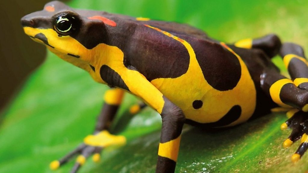 Životinje, klimatske promene i izumiranje: Možemo li da sačuvamo jednu ...