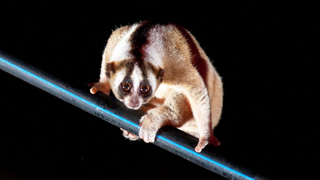 People Fixing The World - Helping animals cross the road and other ...