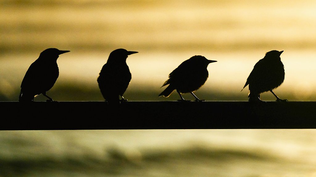 BBC Sounds - Dawn Chorus - Available Episodes