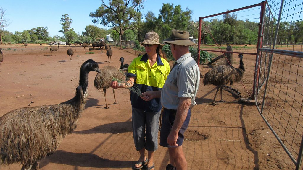 On Your Farm - Emu farm - BBC Sounds