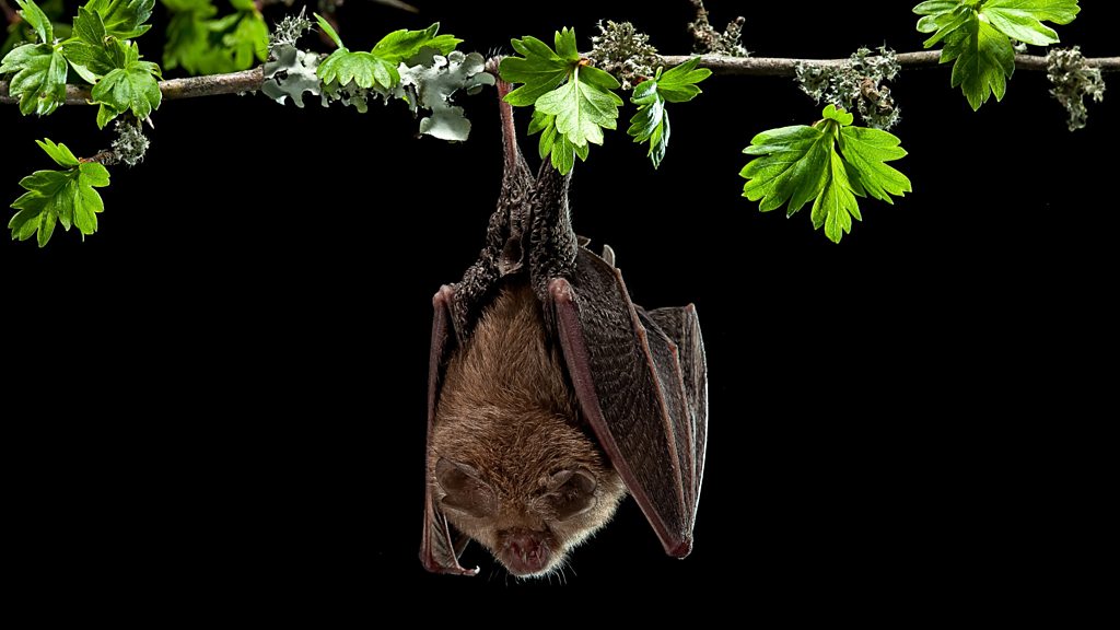 The Documentary - Bats: Friend or foe? - BBC Sounds