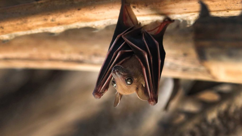 BBC Audio | 6 Minute English | Bats: Friend or foe?