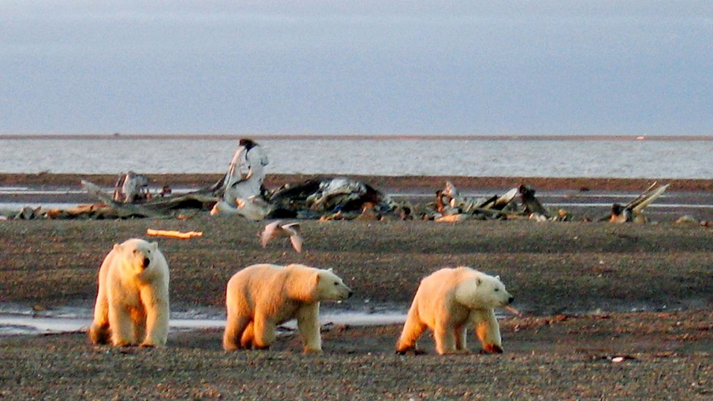 BBC OS Conversations - Climate: Animals under threat - BBC Sounds