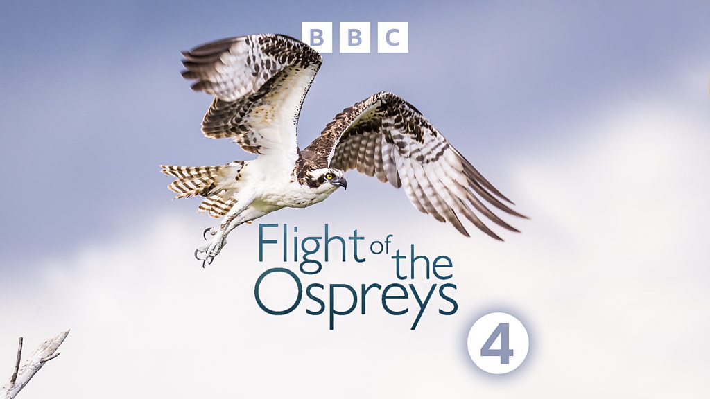 Flight of the Ospreys - Into Morocco - BBC Sounds