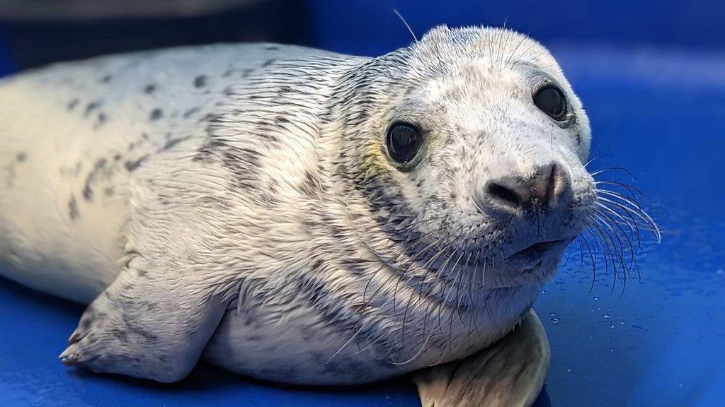 Jack Murley - Gweek Seal Sanctuary is packed with rescued pups - BBC Sounds