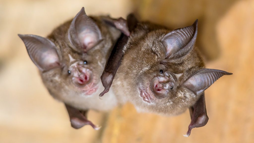 Science In Action How Viral Sex In Bats Can Create New Hybrid Sars
