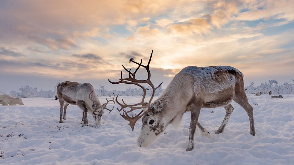 The Arts Hour - Author Ann-Helén Laestadius on reindeer herding - BBC ...