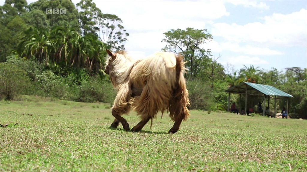 BBC World Service - Kenya Connects, Caring for deformed animals