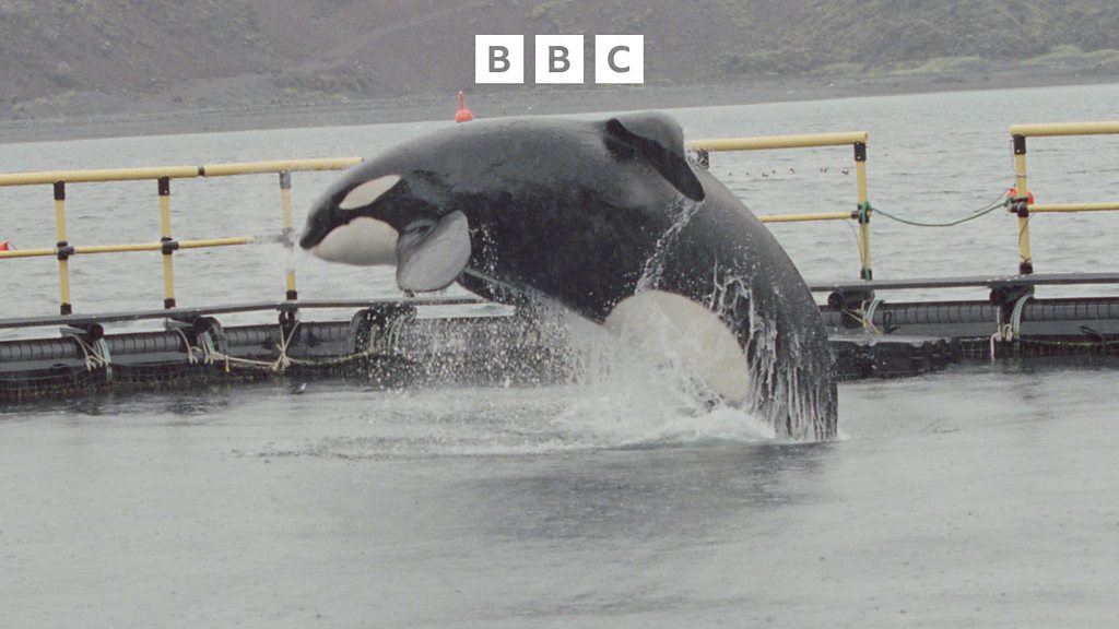 Witness History - Keiko: Freeing 'Free Willy' - BBC Sounds
