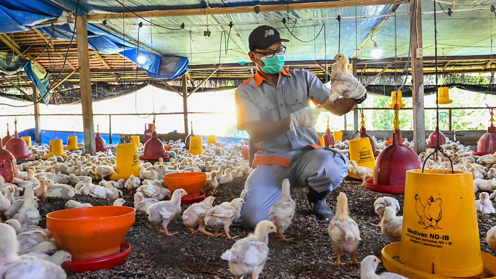 Science In Action - Bird flu: The global threat - BBC Sounds