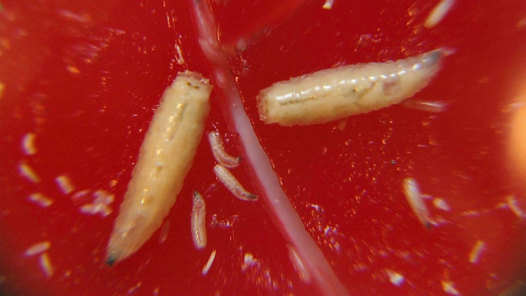 BBC Audio | Discovery | Maggots in medicine